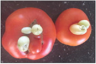 Ugliest Vegetable Contest coming to County Fair