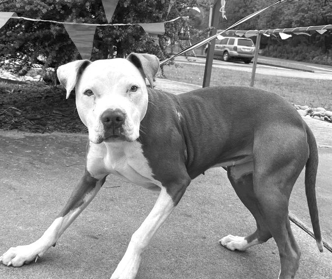 Our Pit Bulls Need Some Love