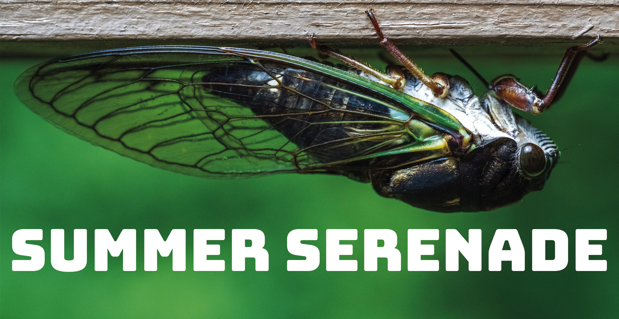 Expect more cicadas in 2024 than previous 220 years